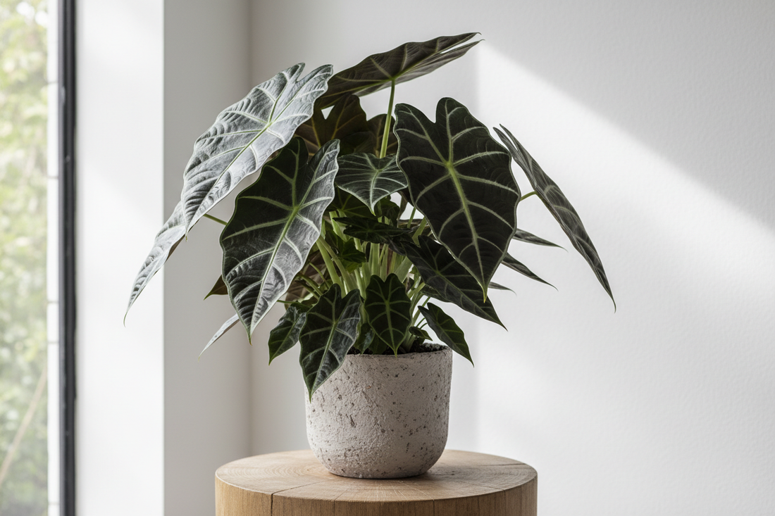Alocasia– GO GREEN
