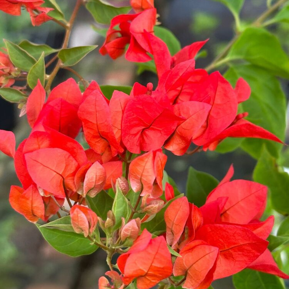 Chilli Red– GO GREEN