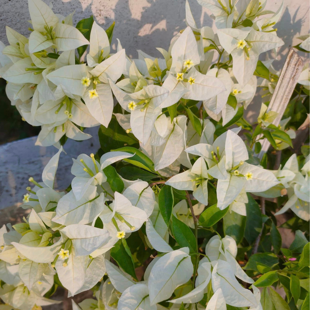 Miss Alice (Rooted)– GO GREEN