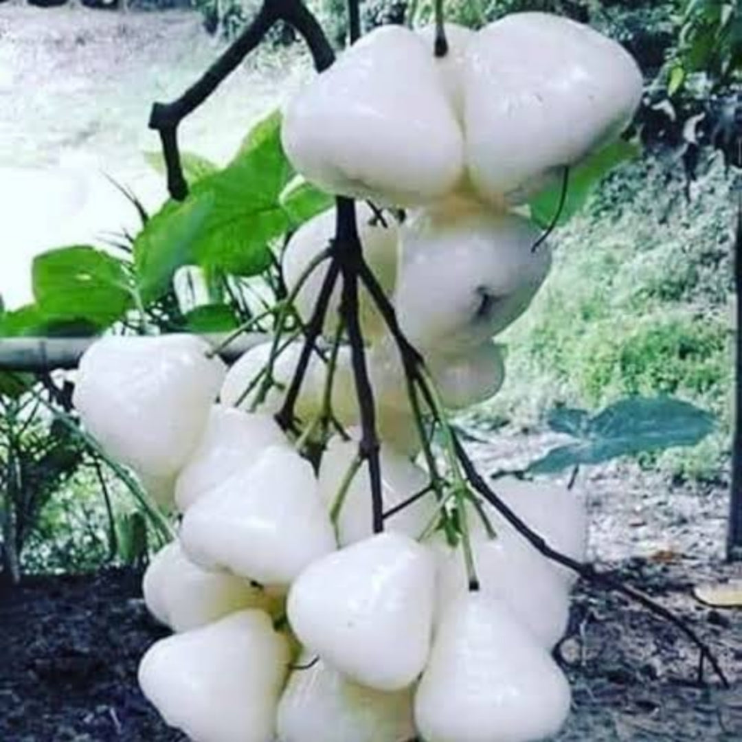 Water wax apple– GO GREEN