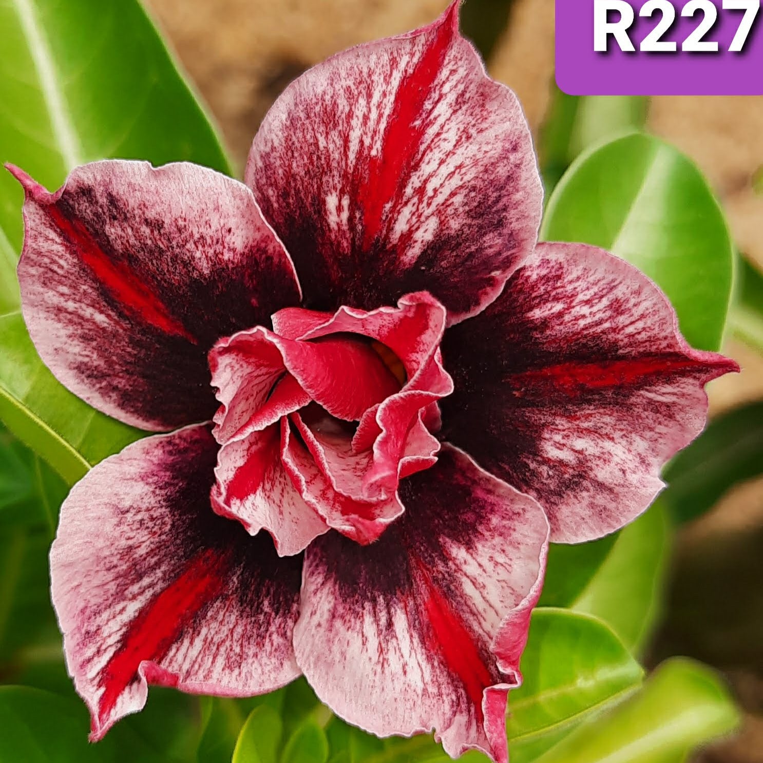 Adenium R227– GO GREEN