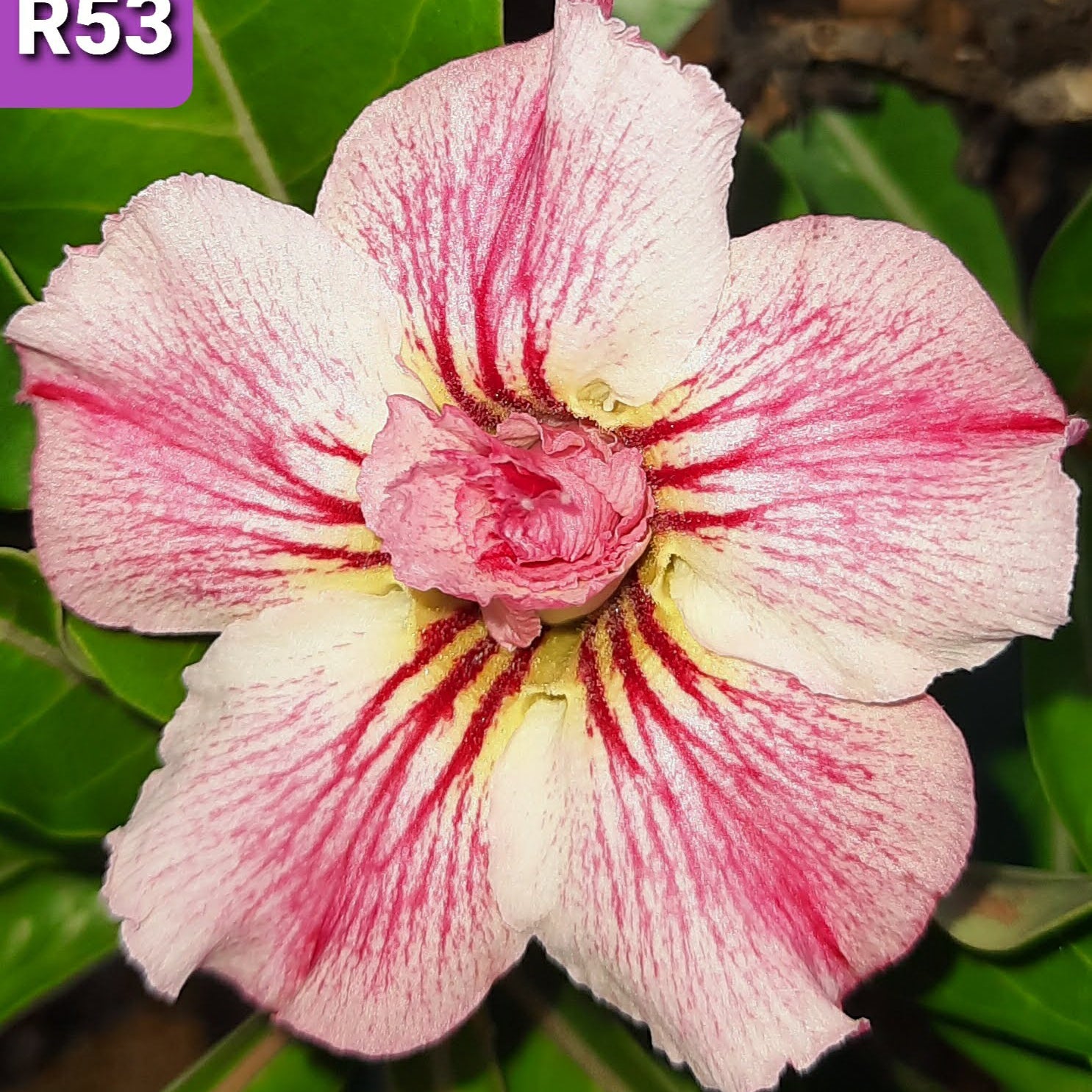 Adenium R53– GO GREEN