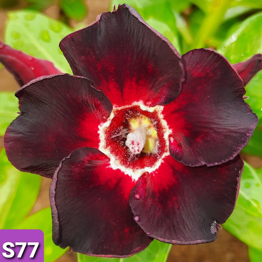 Adenium S77– GO GREEN